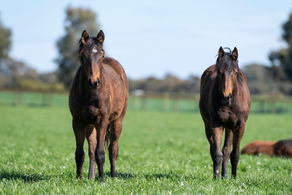 Careers - Yulong Invest