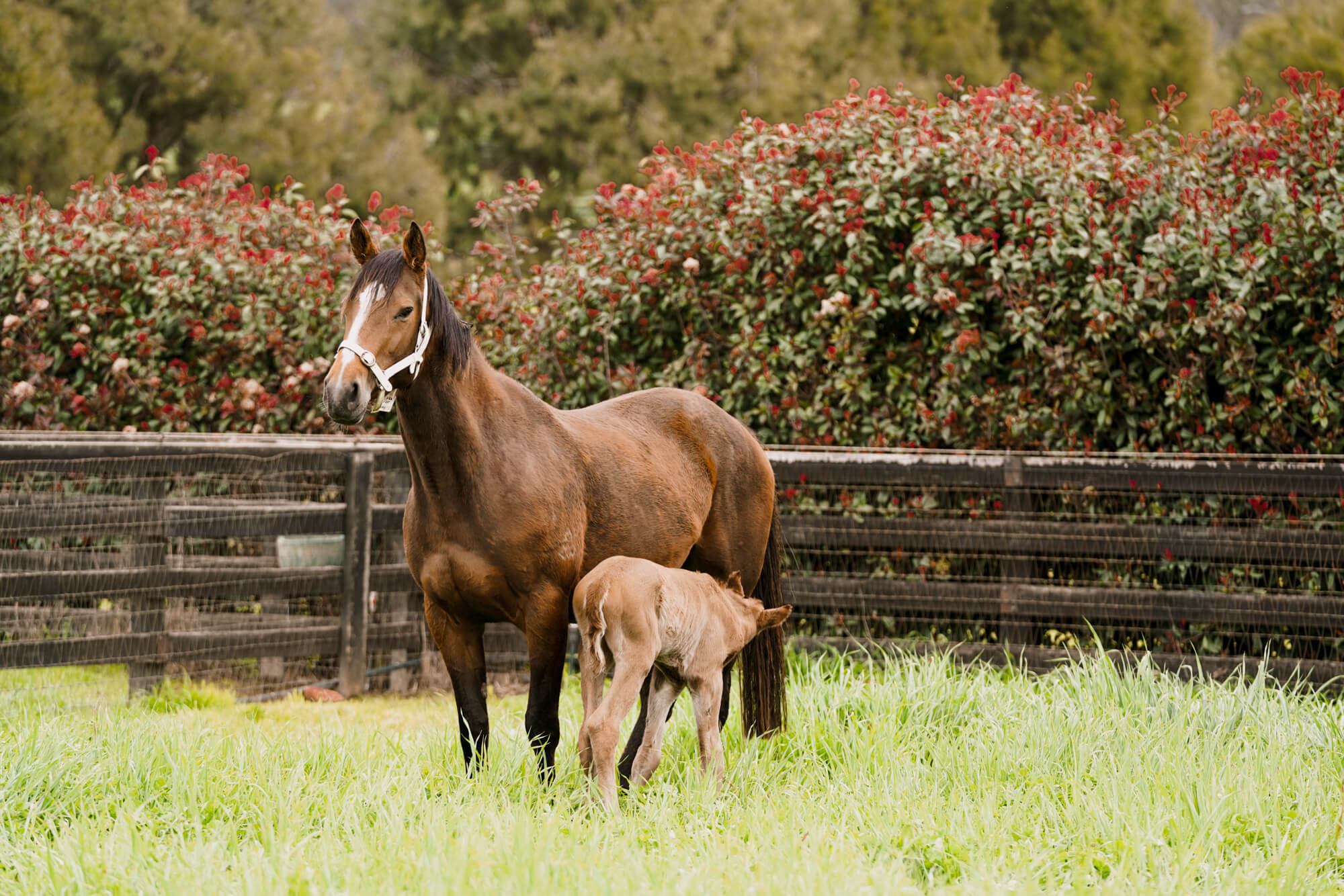Careers - Yulong Invest