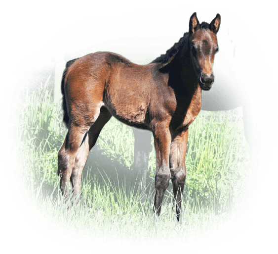 Yulong Invest - Yulong Invest