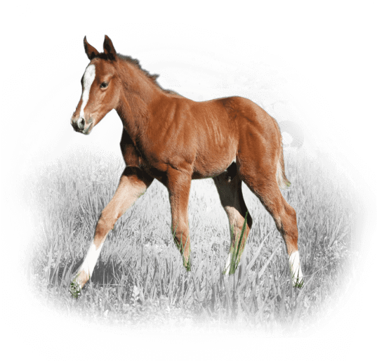 Yulong Invest - Yulong Invest