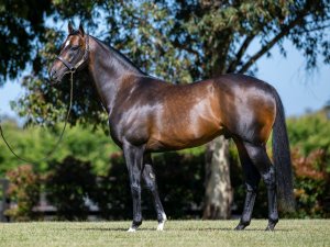 Alabama Express - Stallion