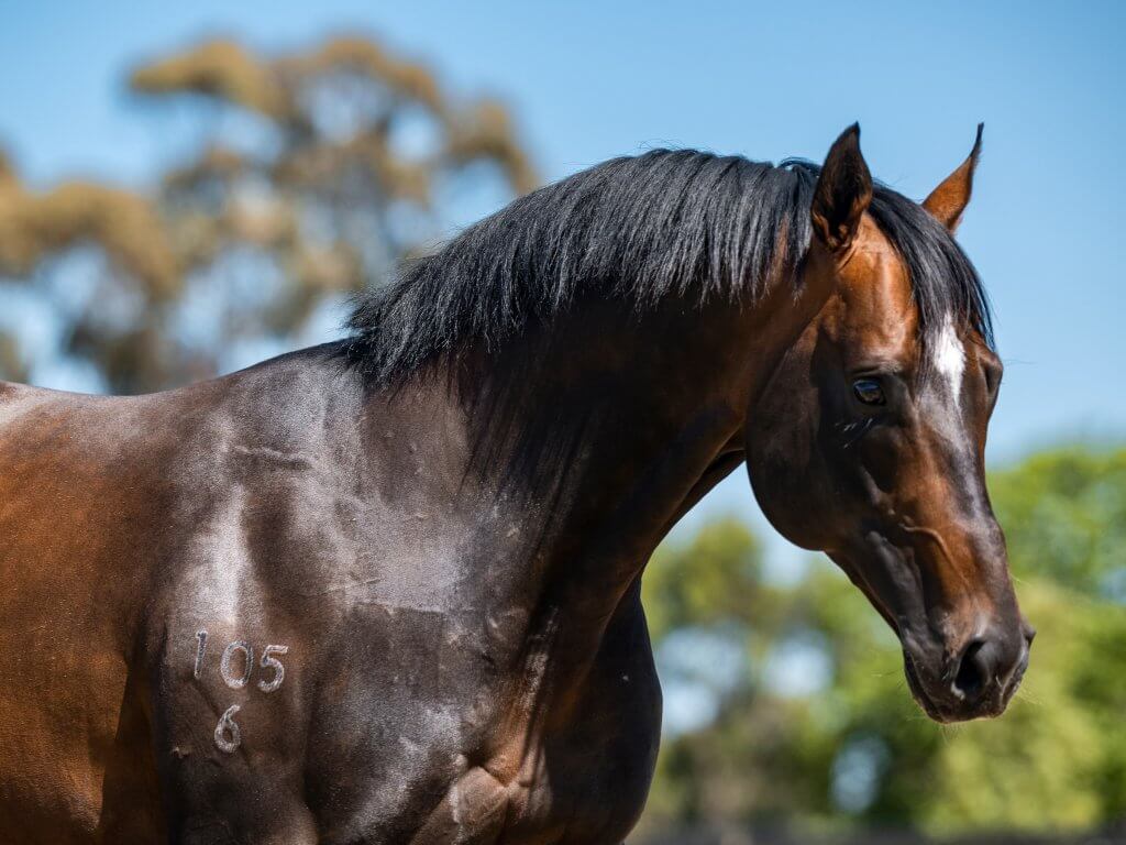 ‘You couldn’t ask for a better start’: Yulong stallions on fire as ...