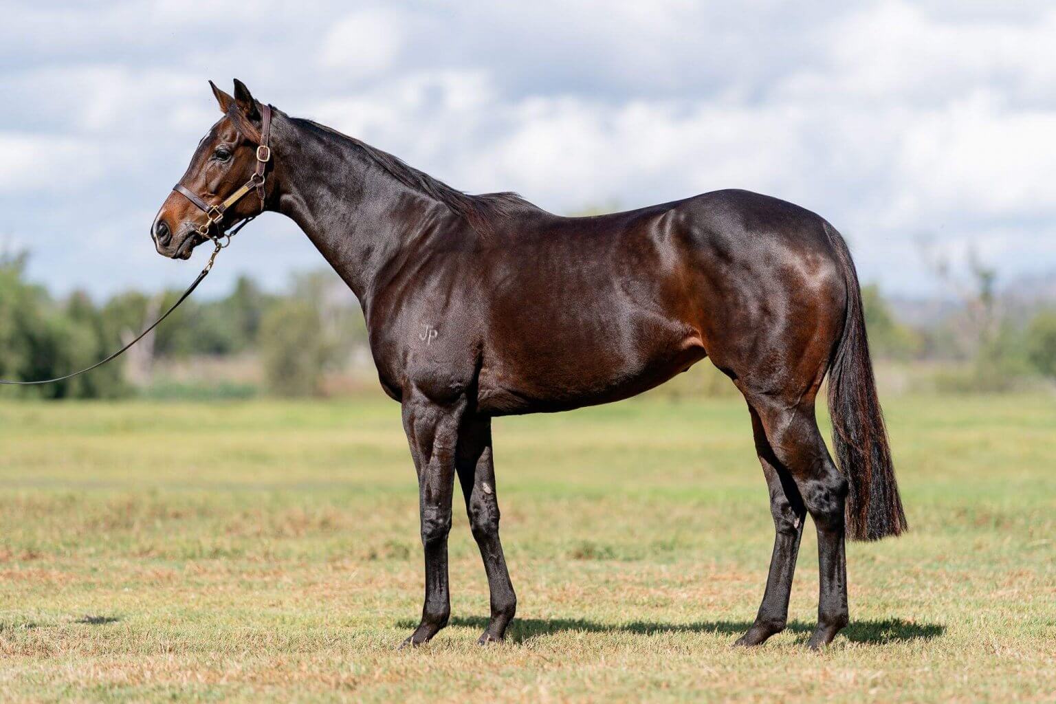 Mares - Yulong Invest