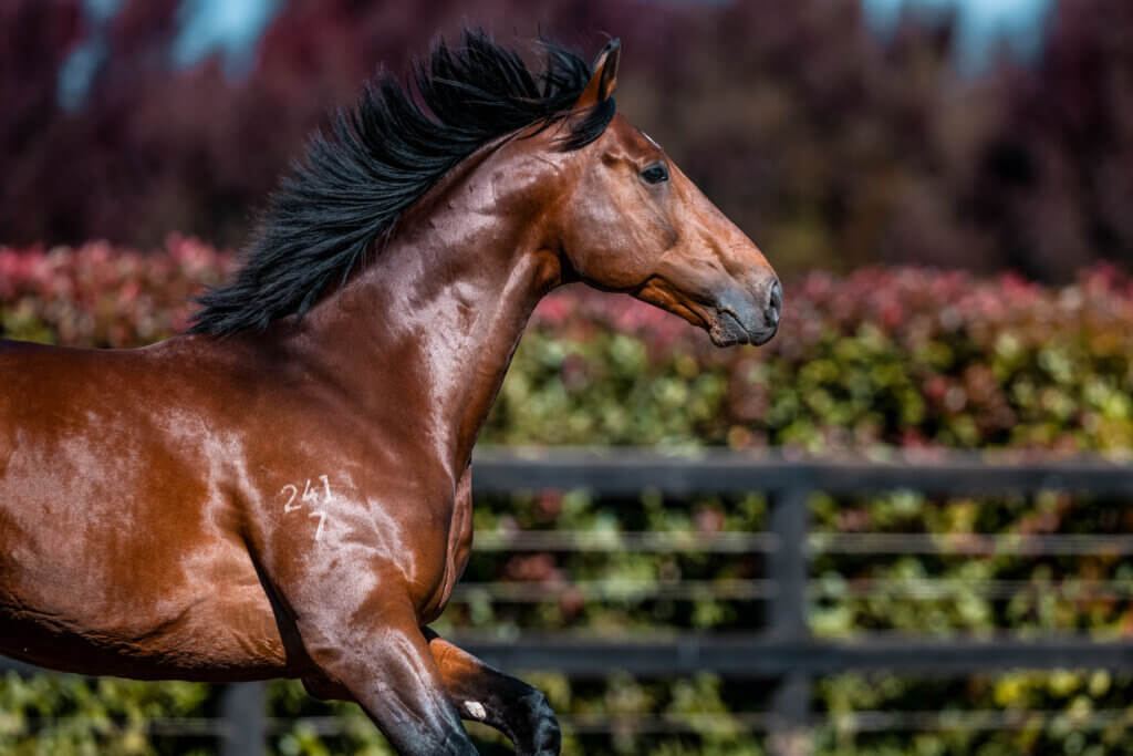 Tagaloa brings up a ninth first-crop winner - Yulong Invest