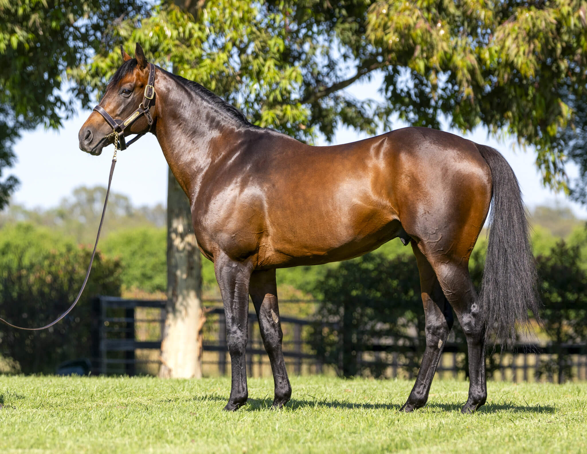 Panthalassa - Yulong Invest