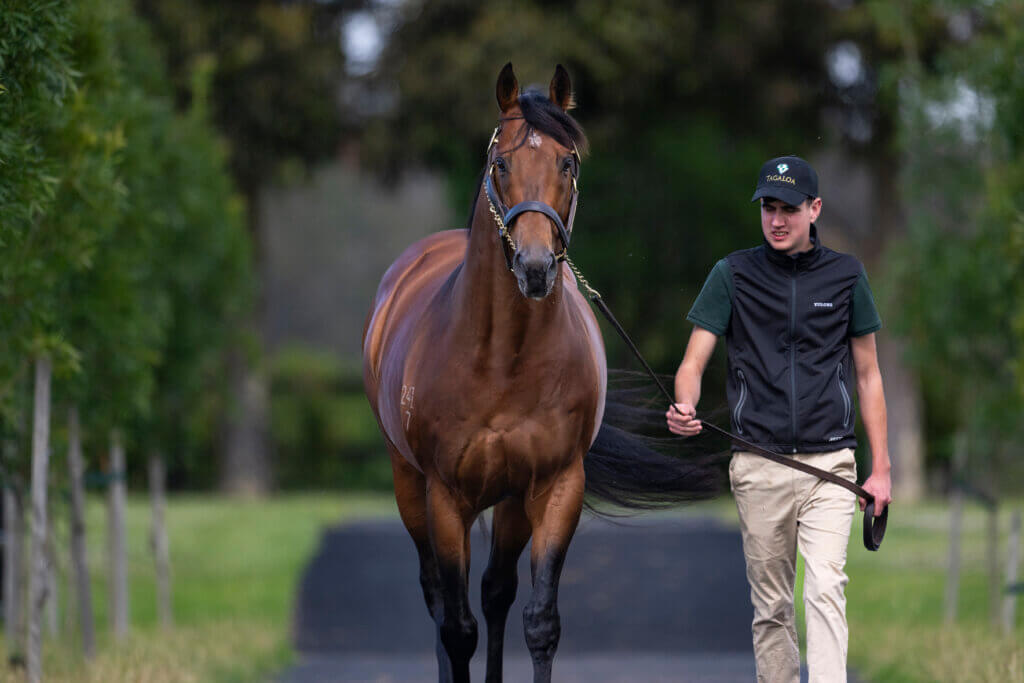 Winner number 16 for sire of the moment Tagaloa - Yulong Invest